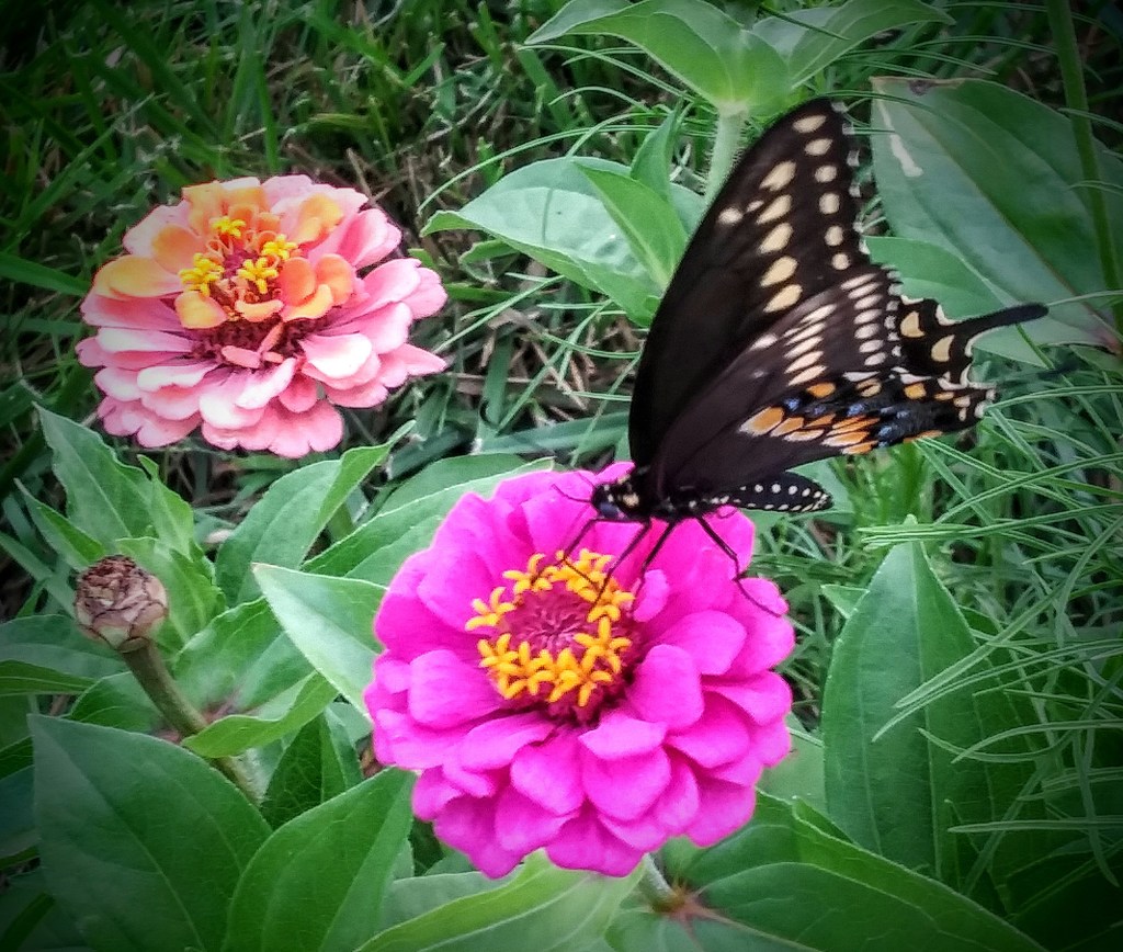 Elizabeth Delaney Music